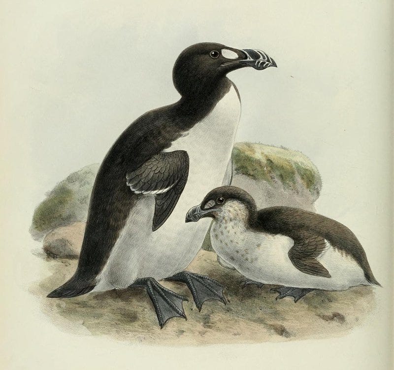 About – The Great Auk – Medium
