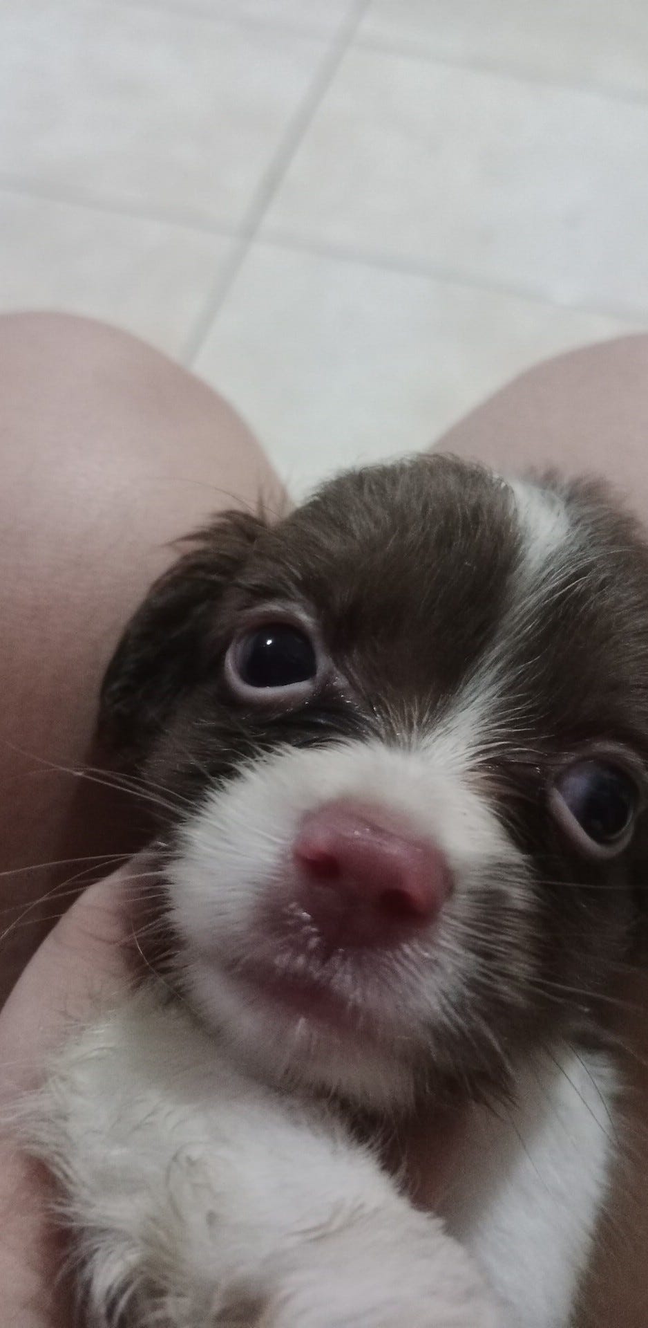 Charmтнр тау Medium