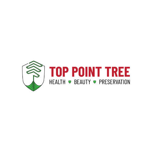 Top Point Tree – Medium