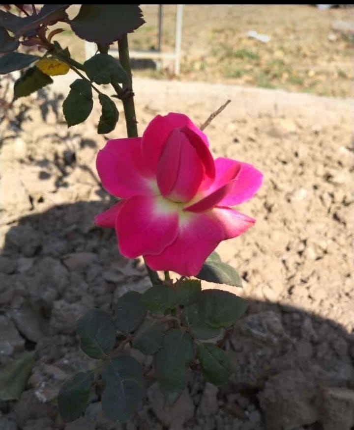 Misbah Batool – Medium