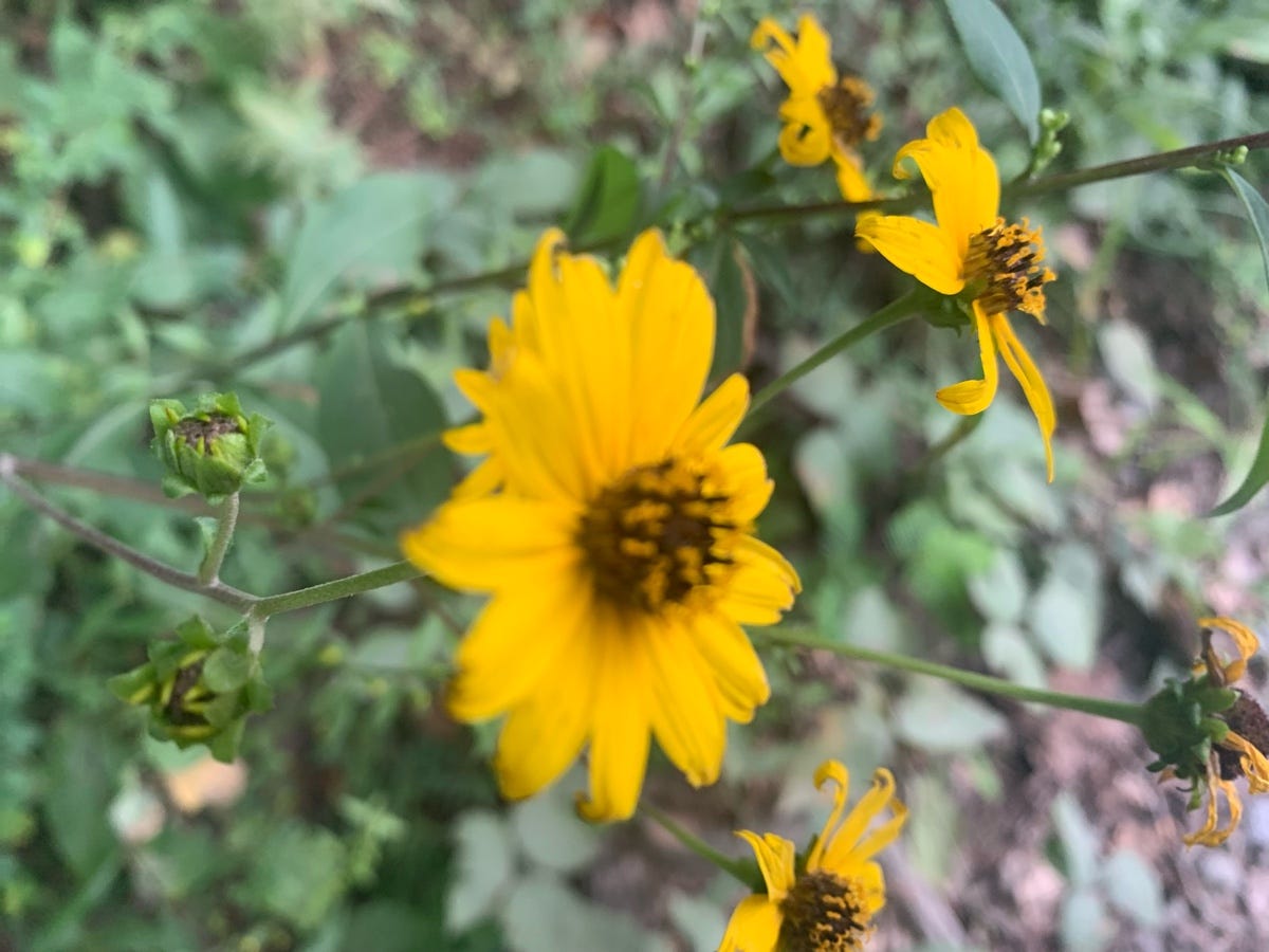 About – Perkthen Endrrat – Medium