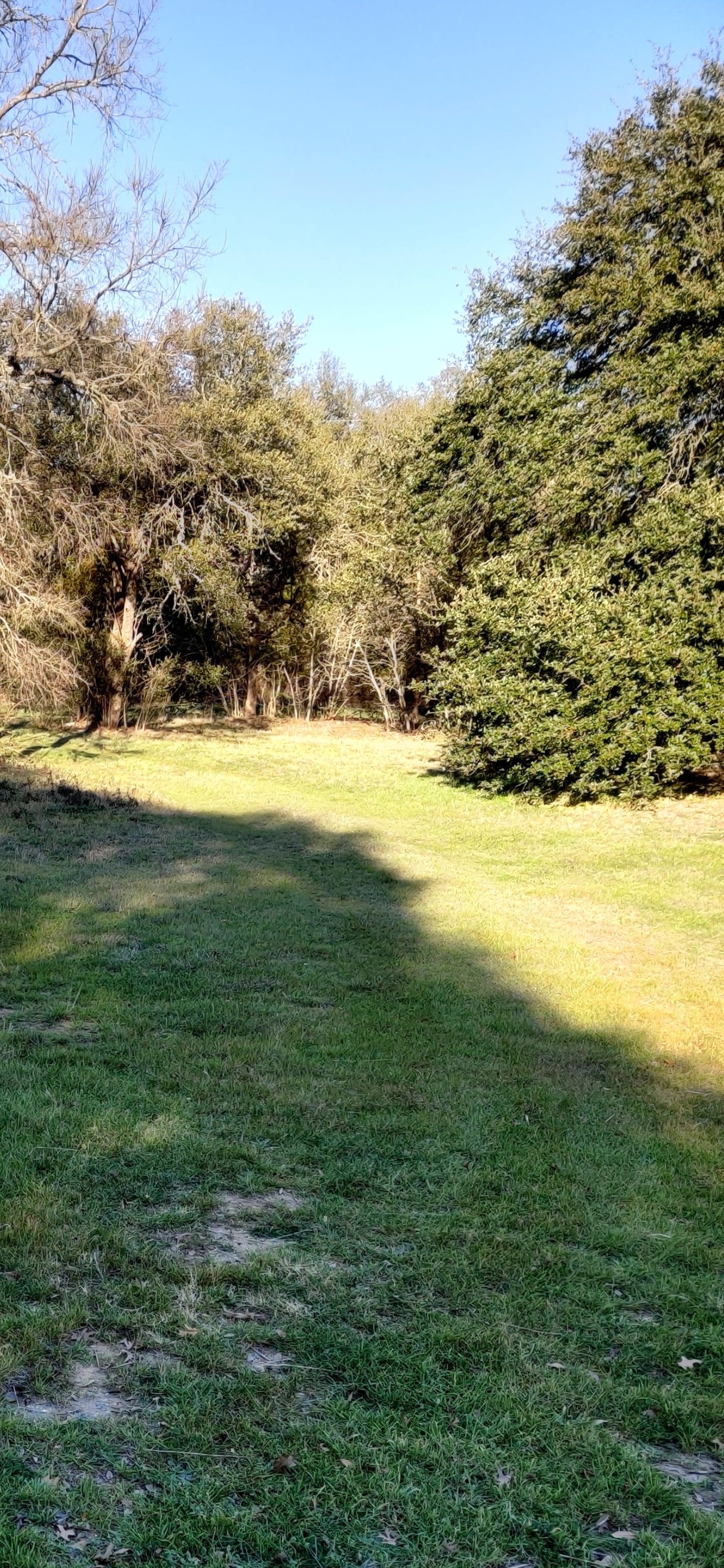 Dallas Clark – Medium