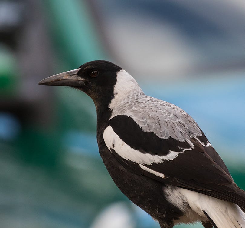 Magpie Woman. – Medium