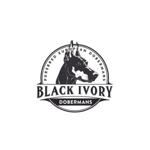 Black Ivory Dobermans – Medium