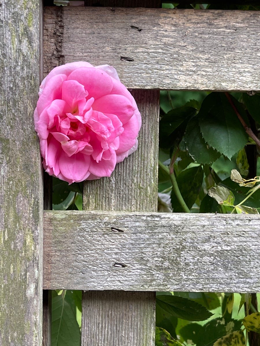 Cindy Scribner on Medium curated some lists