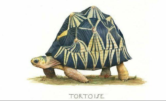 Tortoise Token – Medium