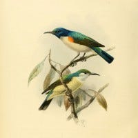Daniel Giovannini – Medium