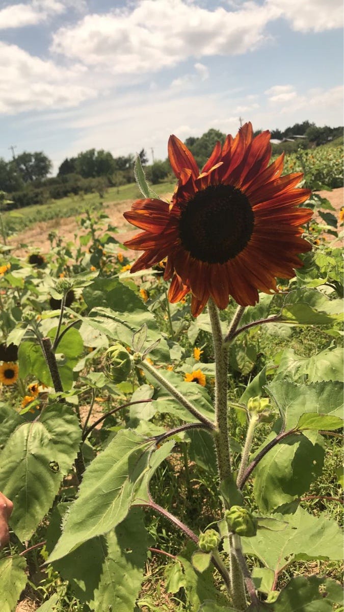 About – Sunflower’s Emotions – Medium