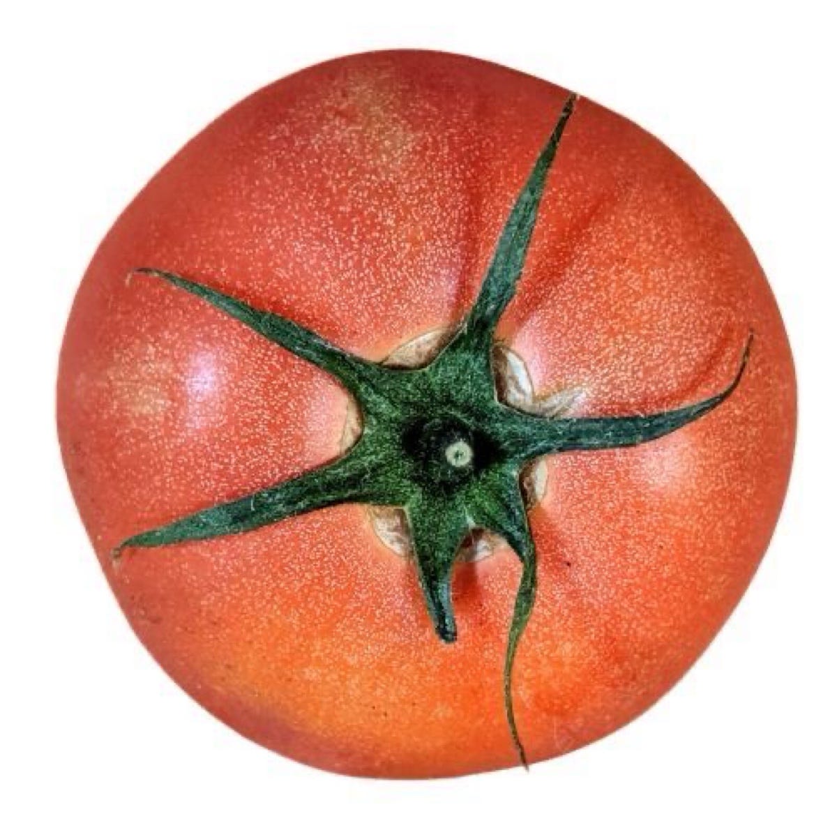 confused tomato – Medium