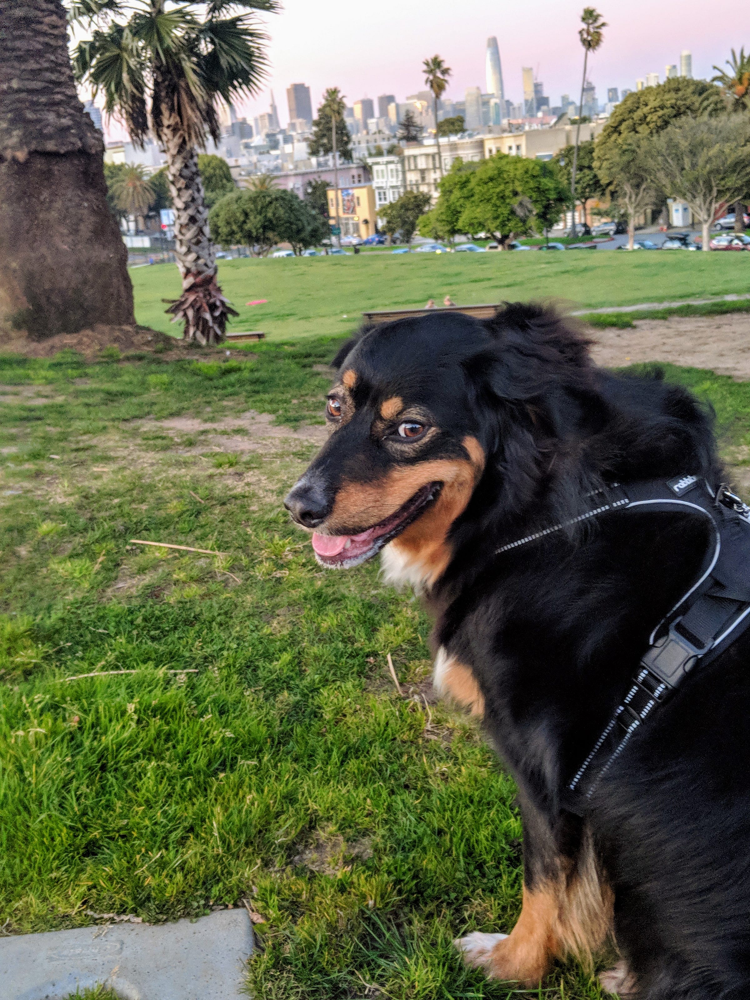 Paige – Medium