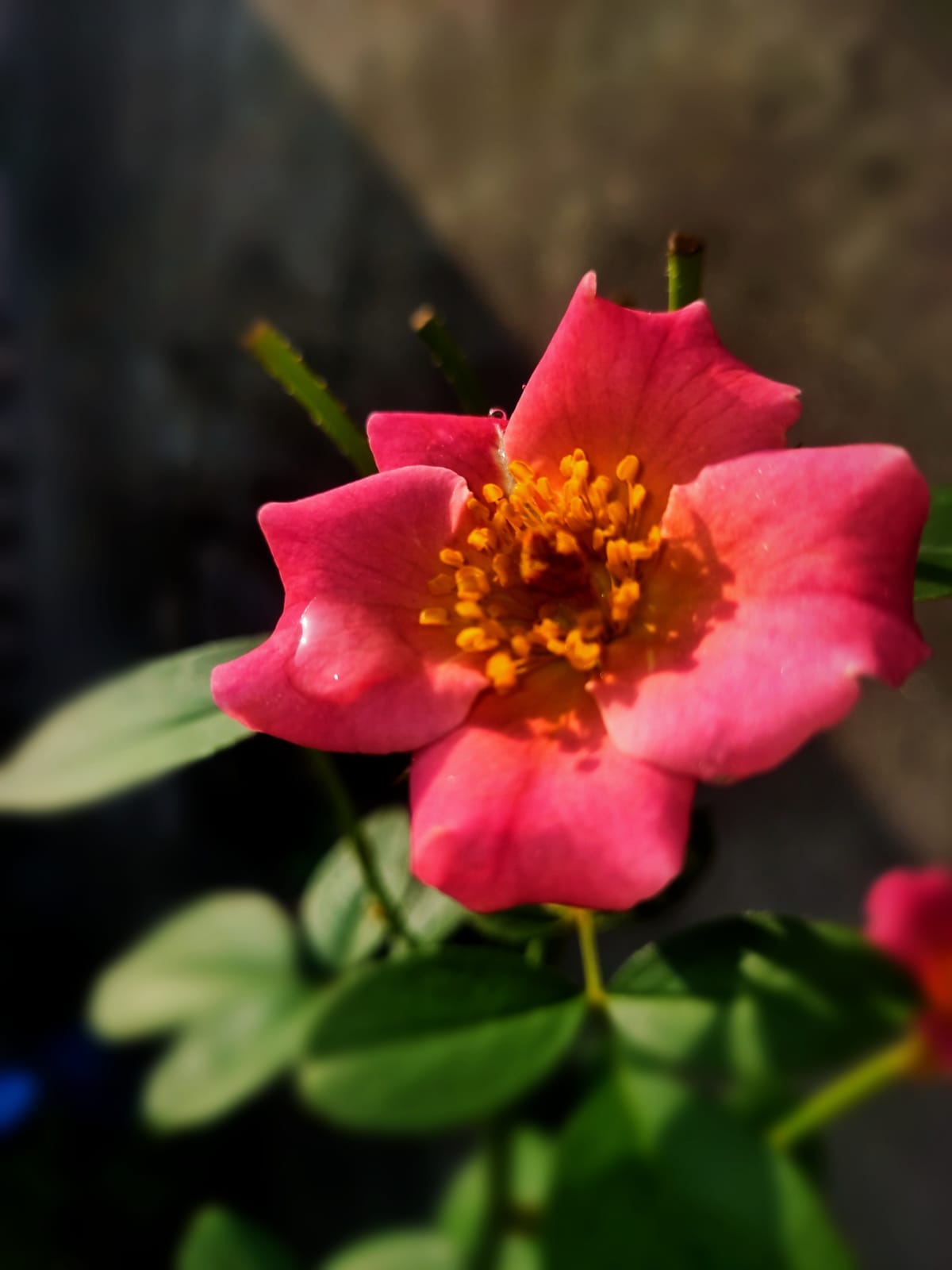 Priyanshi – Medium