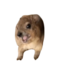 Screaming Hyrax – Medium
