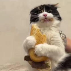 $SACA (Sandwich Cat) – Medium