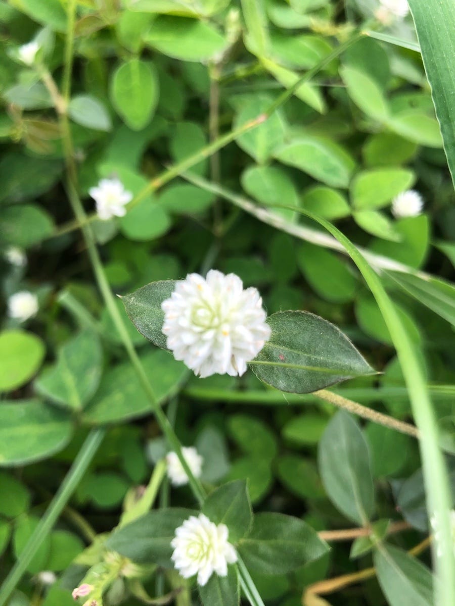 Hauwau Mannir Sani – Medium