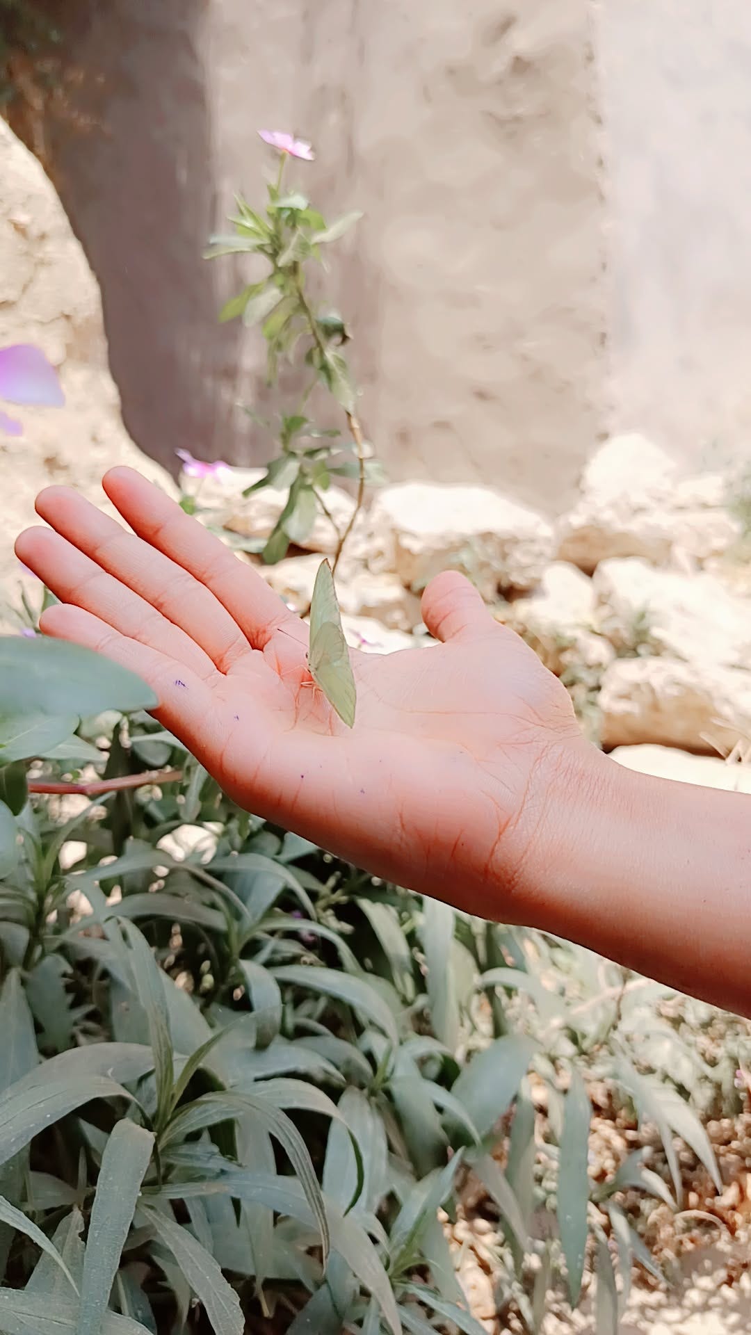 Manshi Rana – Medium