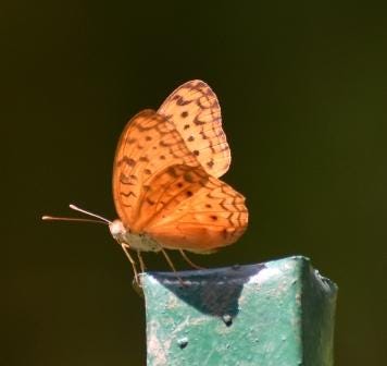 Wellness And Wilderness Medium