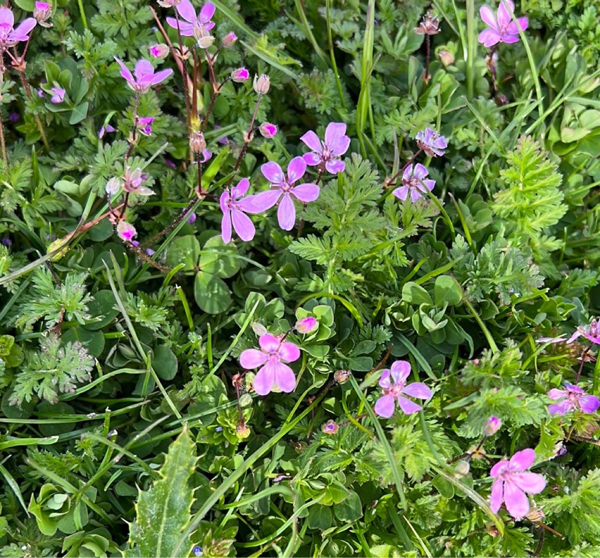 Katie Salt – Medium