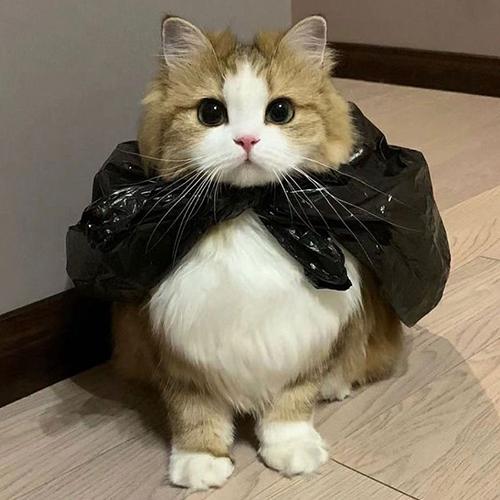 About – Melina Alvarez – Medium