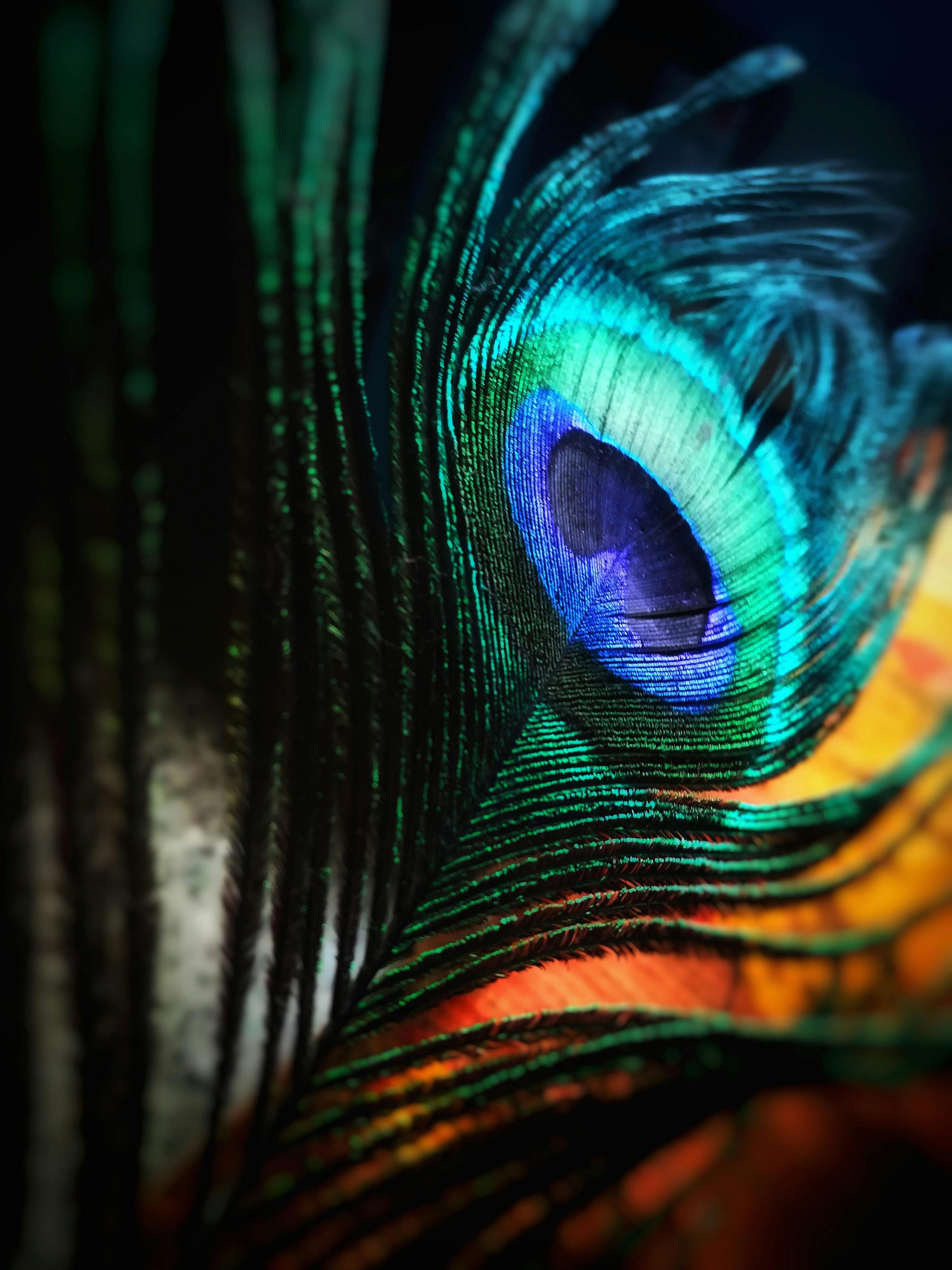 Otari – Medium