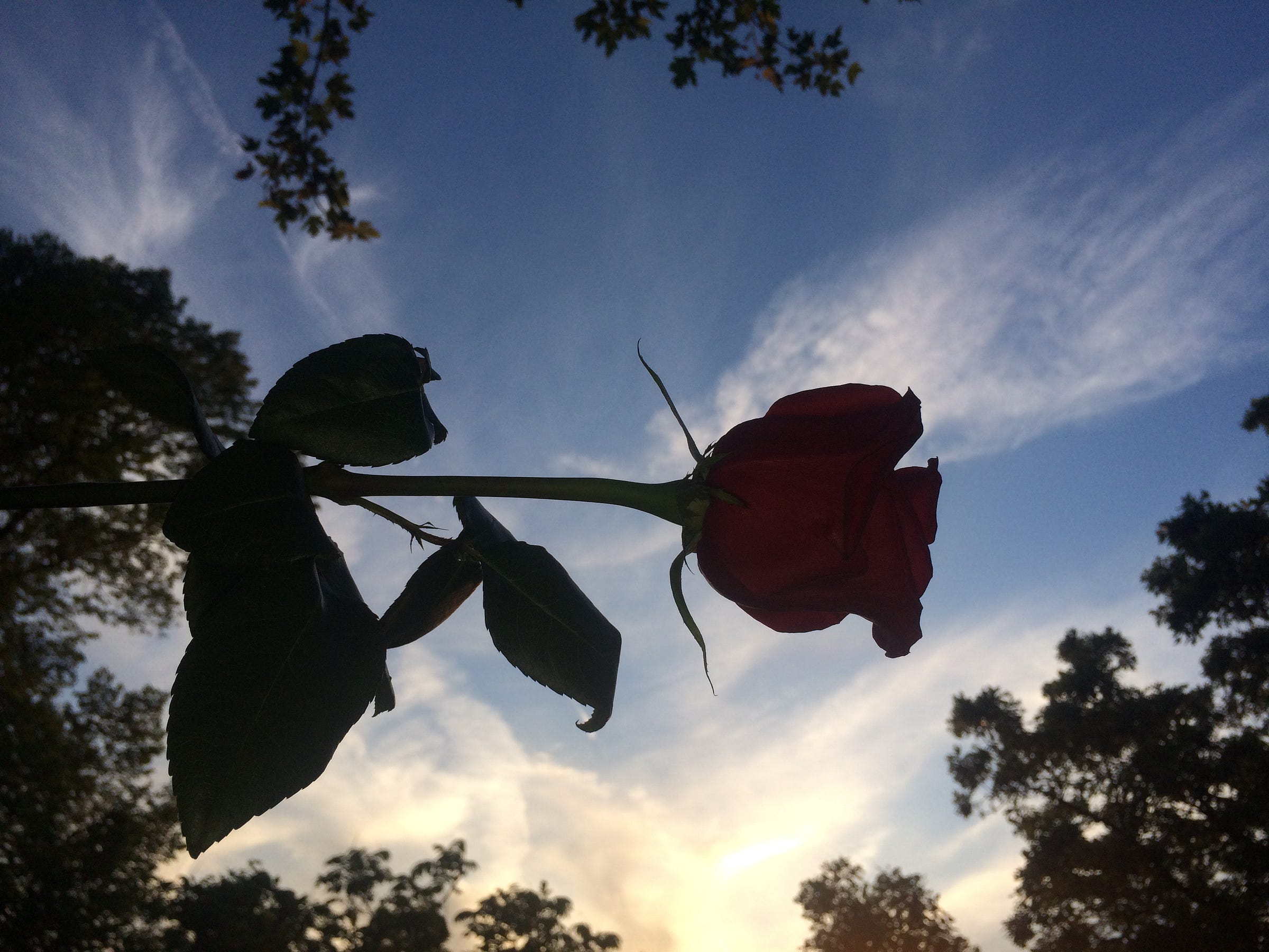 flower – Medium