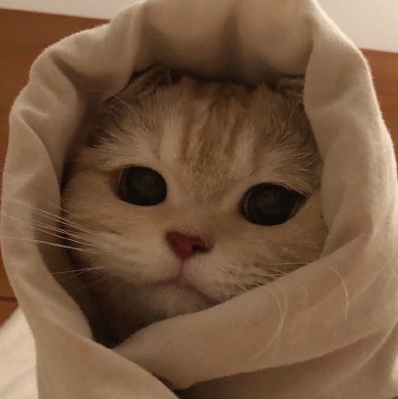 Miaw – Medium