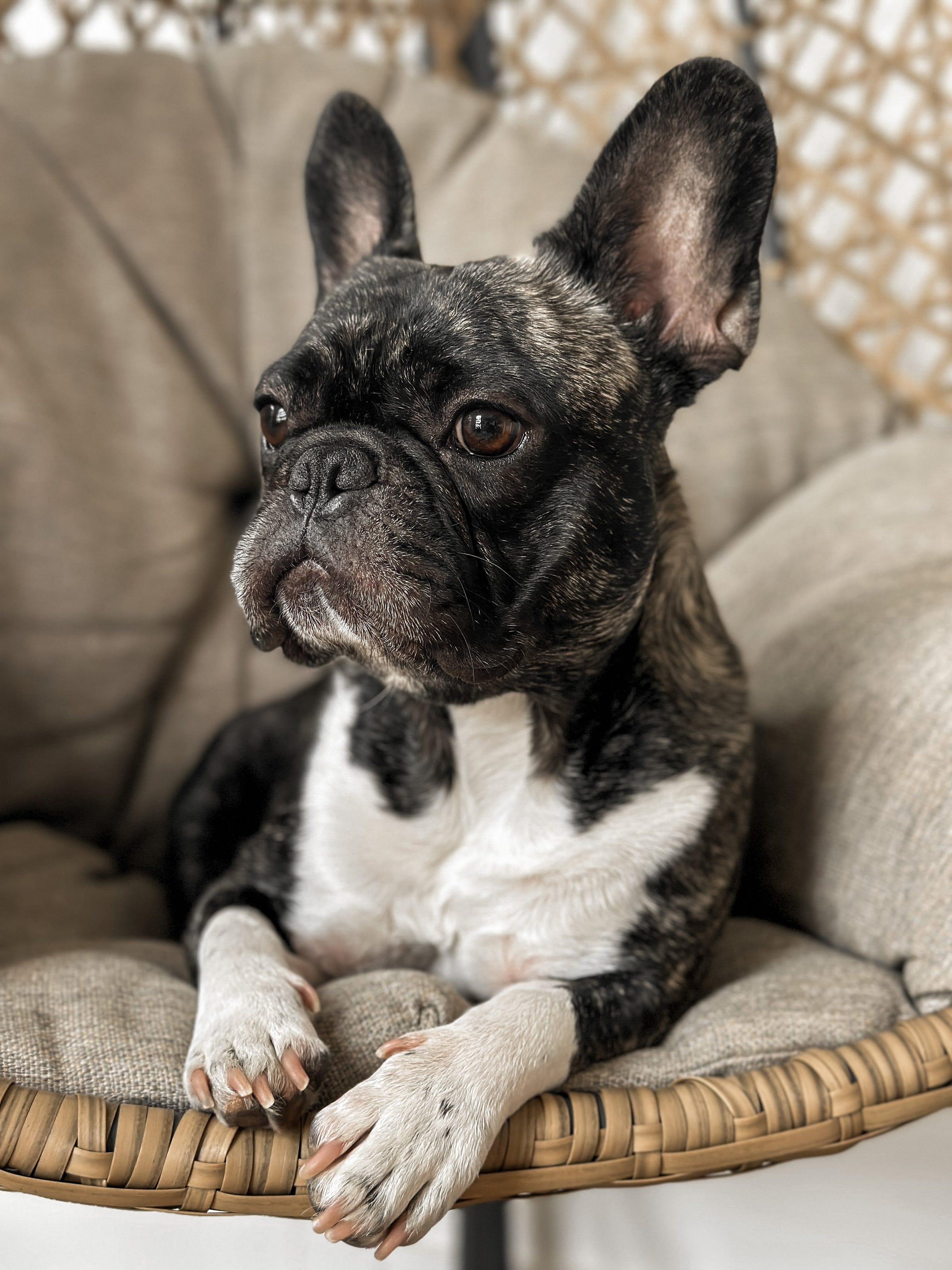 Frenchie_ – Medium