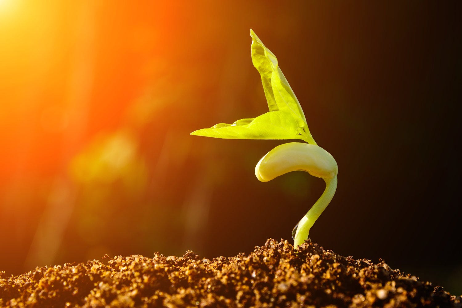 Vruksh Ecosystem — Growth So Far!