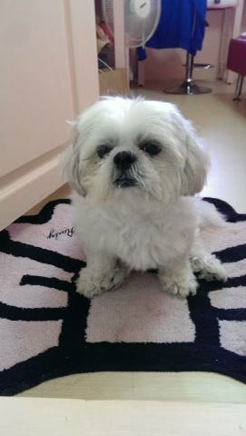 Mini Chang – Medium