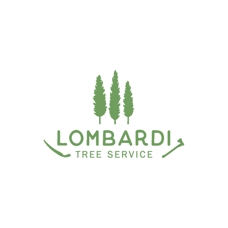 Lombardi Tree – Medium