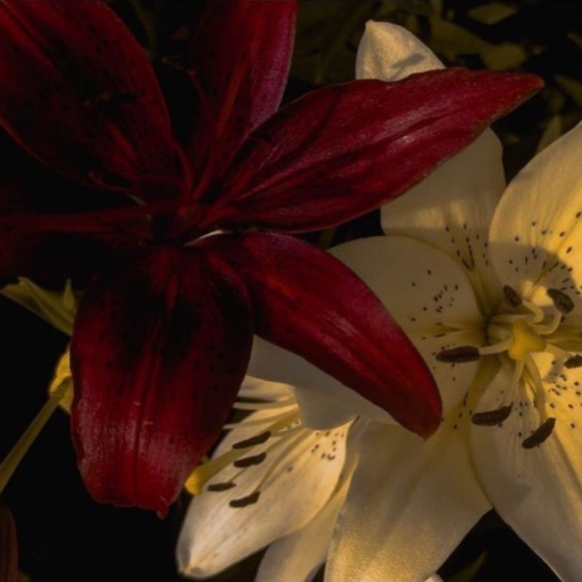 Aksara Djagad Raia – Medium