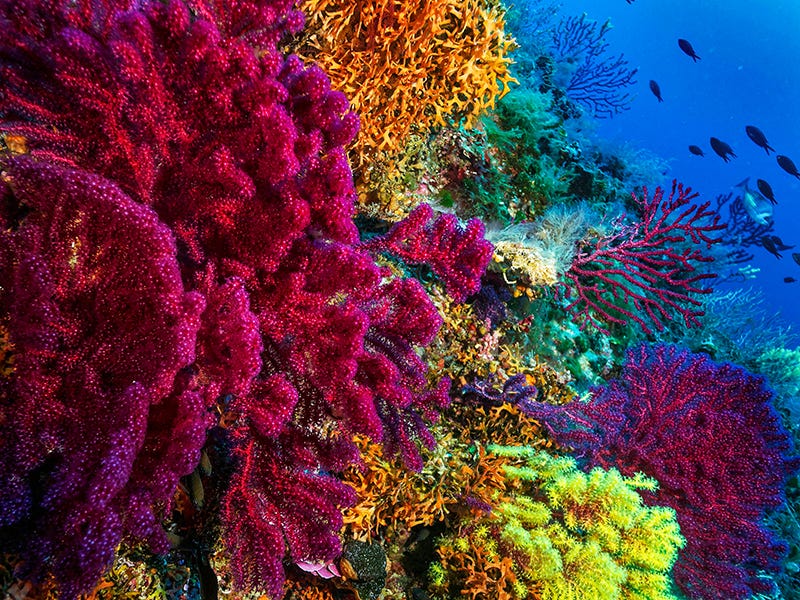 The Coral Man – Medium