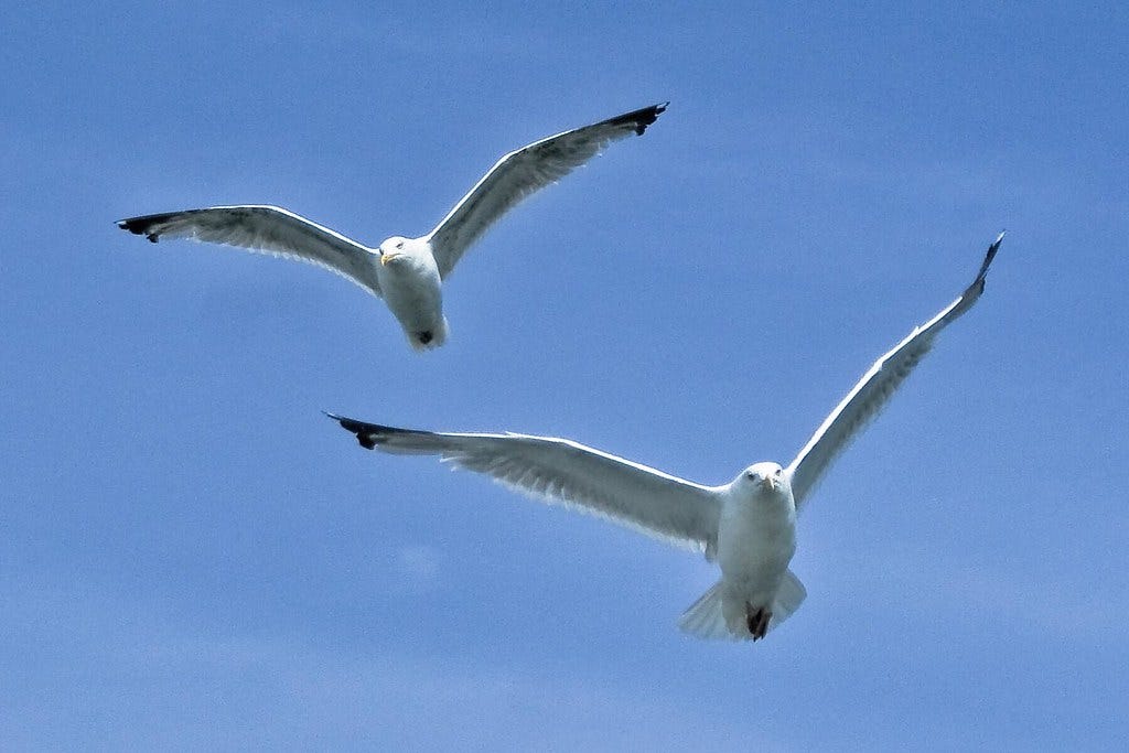About – Flock Together – Medium