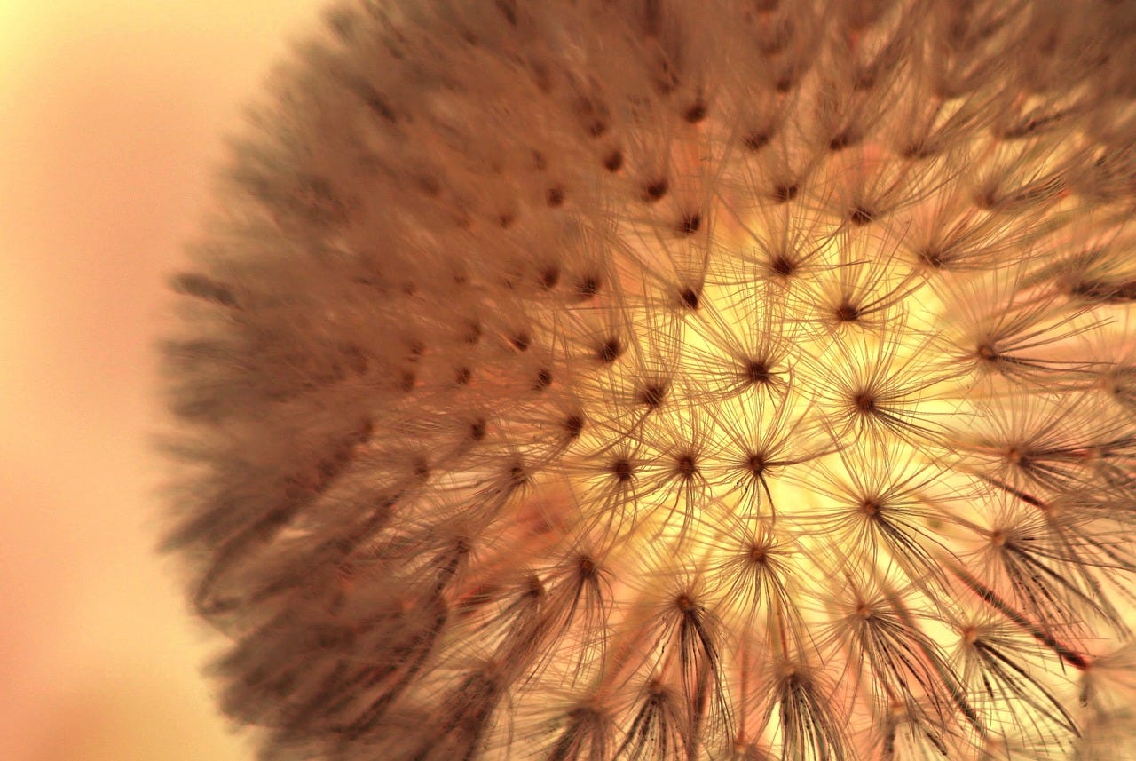 Untangle Seed – Medium