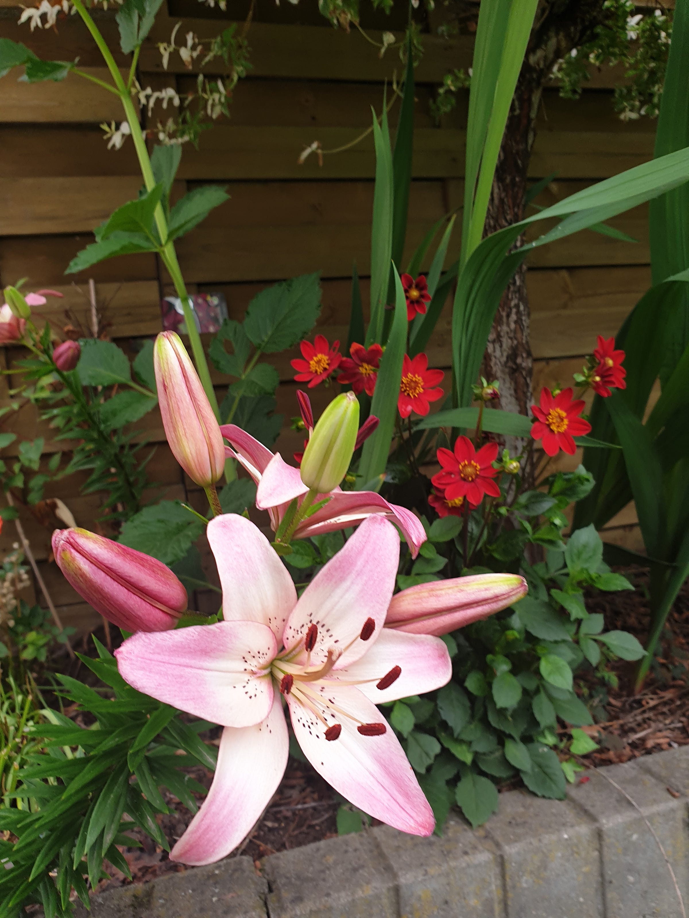 Samira Saberi – Medium