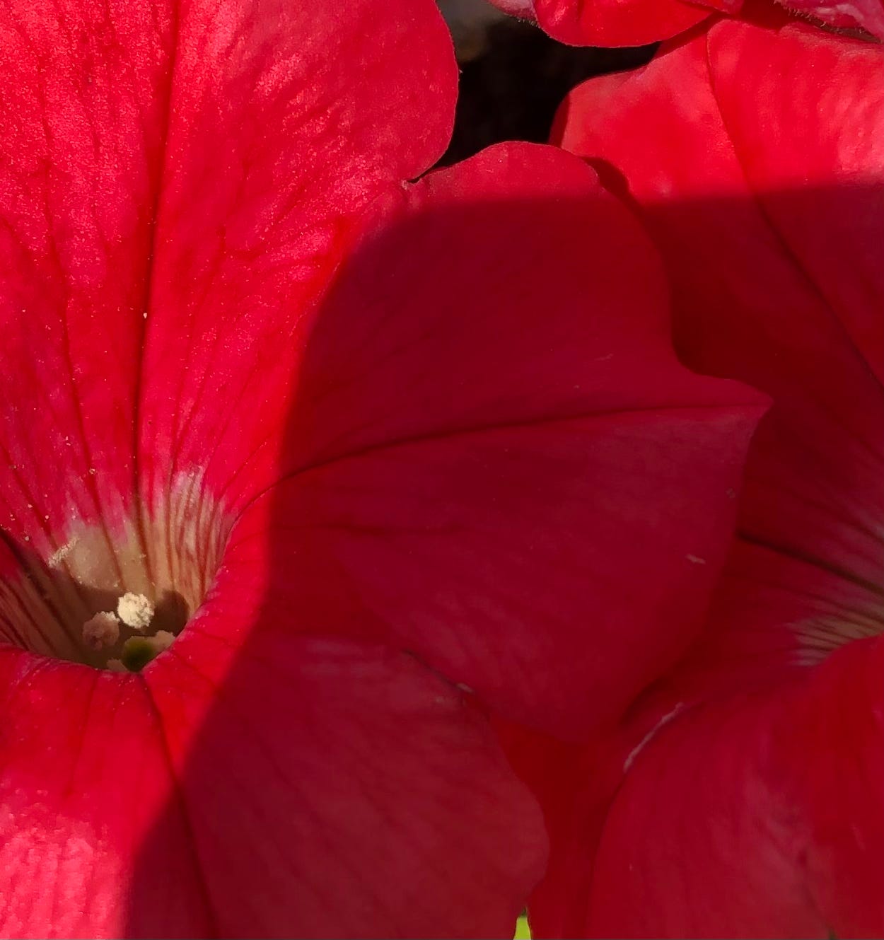 Shayla Swift – Medium