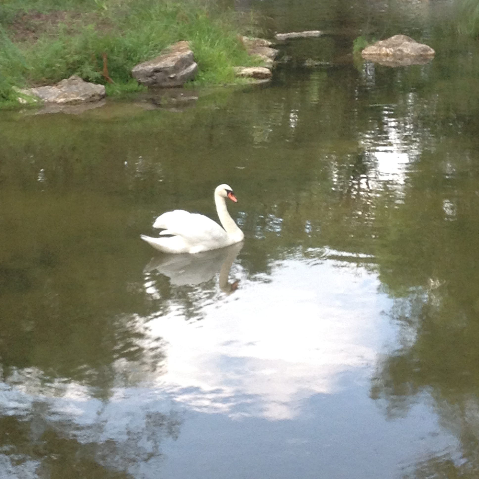 A swan