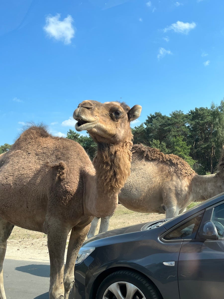 Keep It Camel – Medium