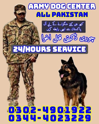 Army Dog Center Okara 03024901922 – Medium