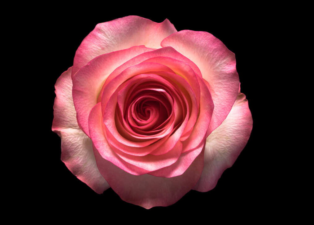 Sea Rose – Medium