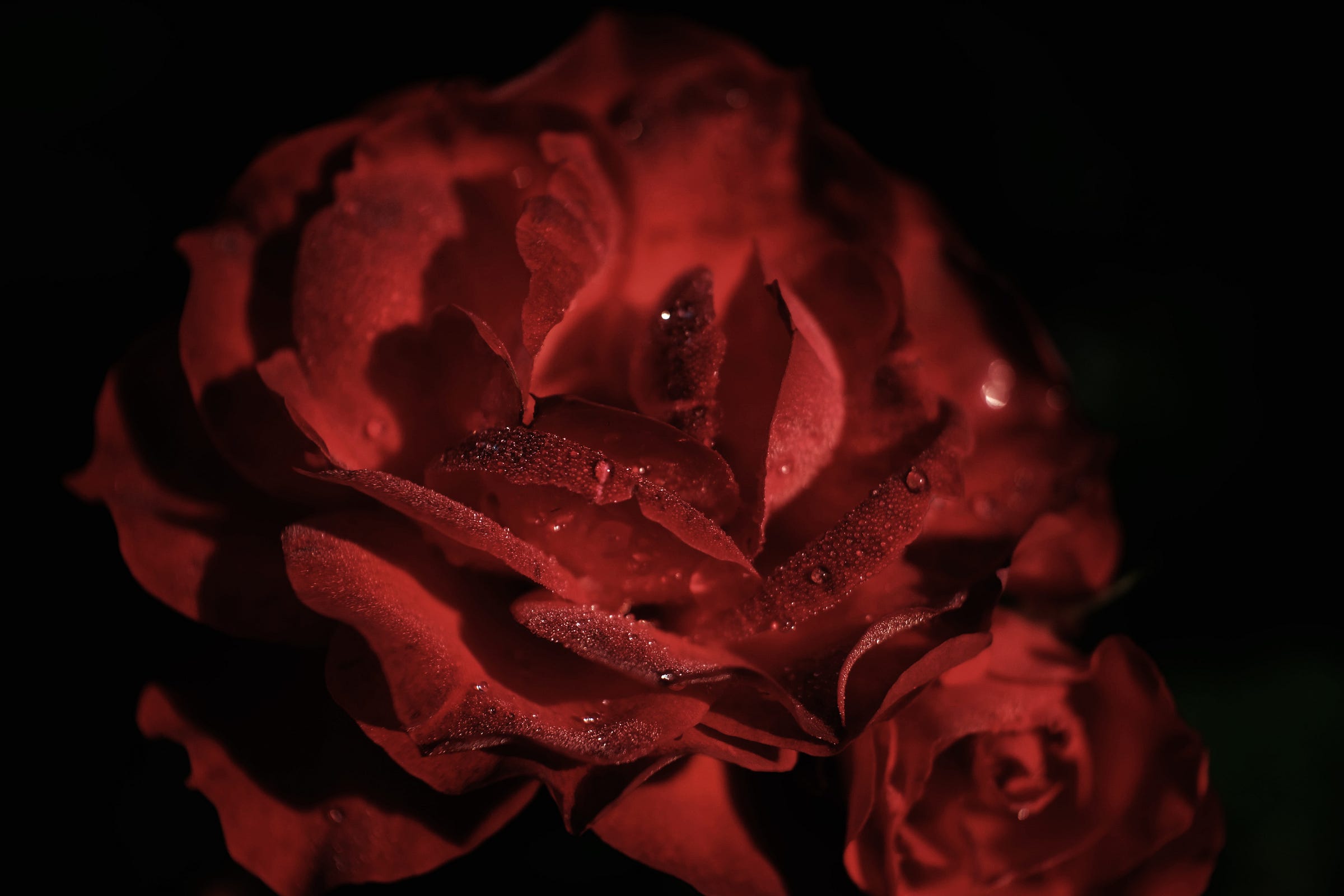 The Red Red Moon
