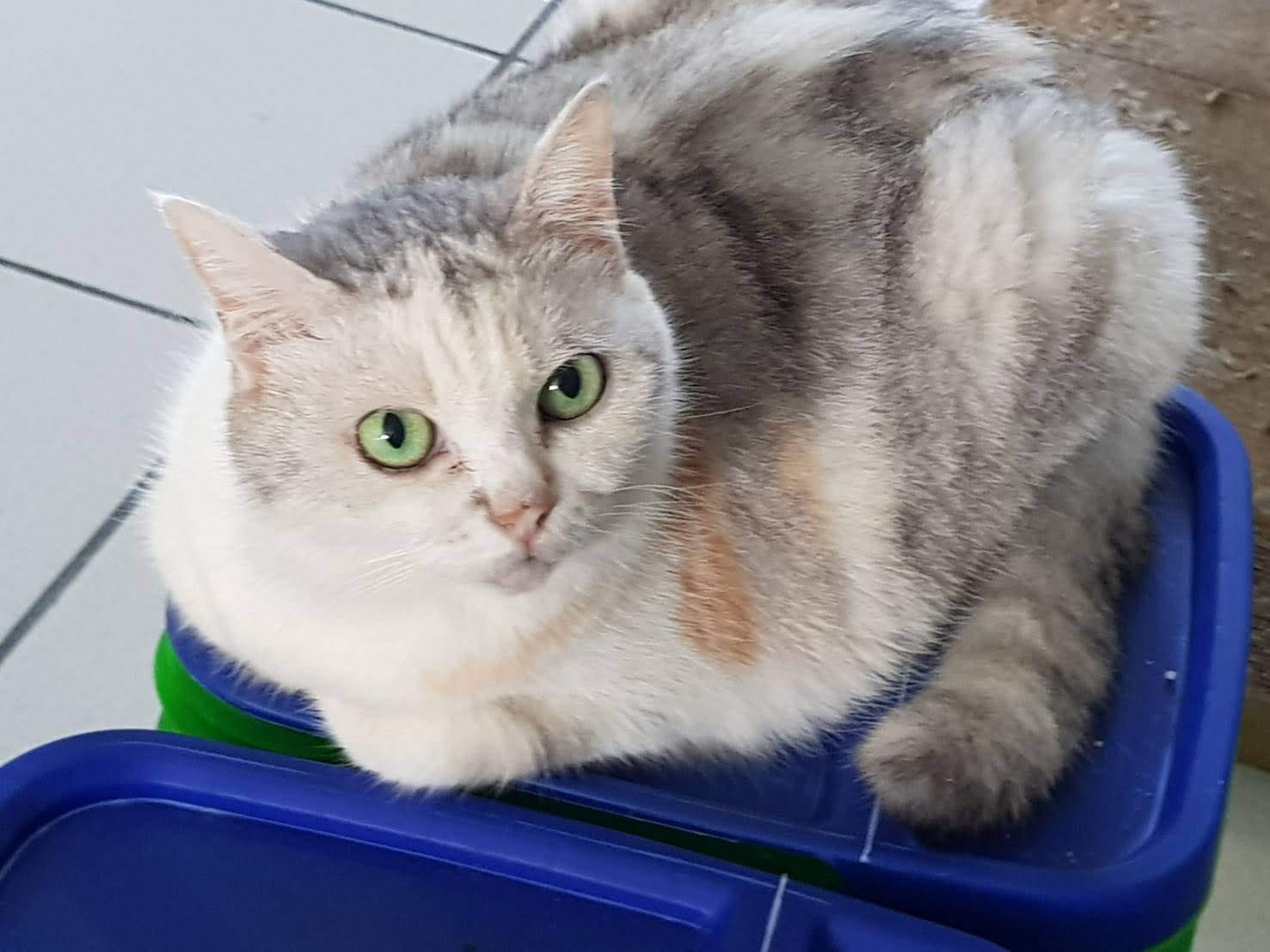 Tsai Jeff on Medium curated some lists