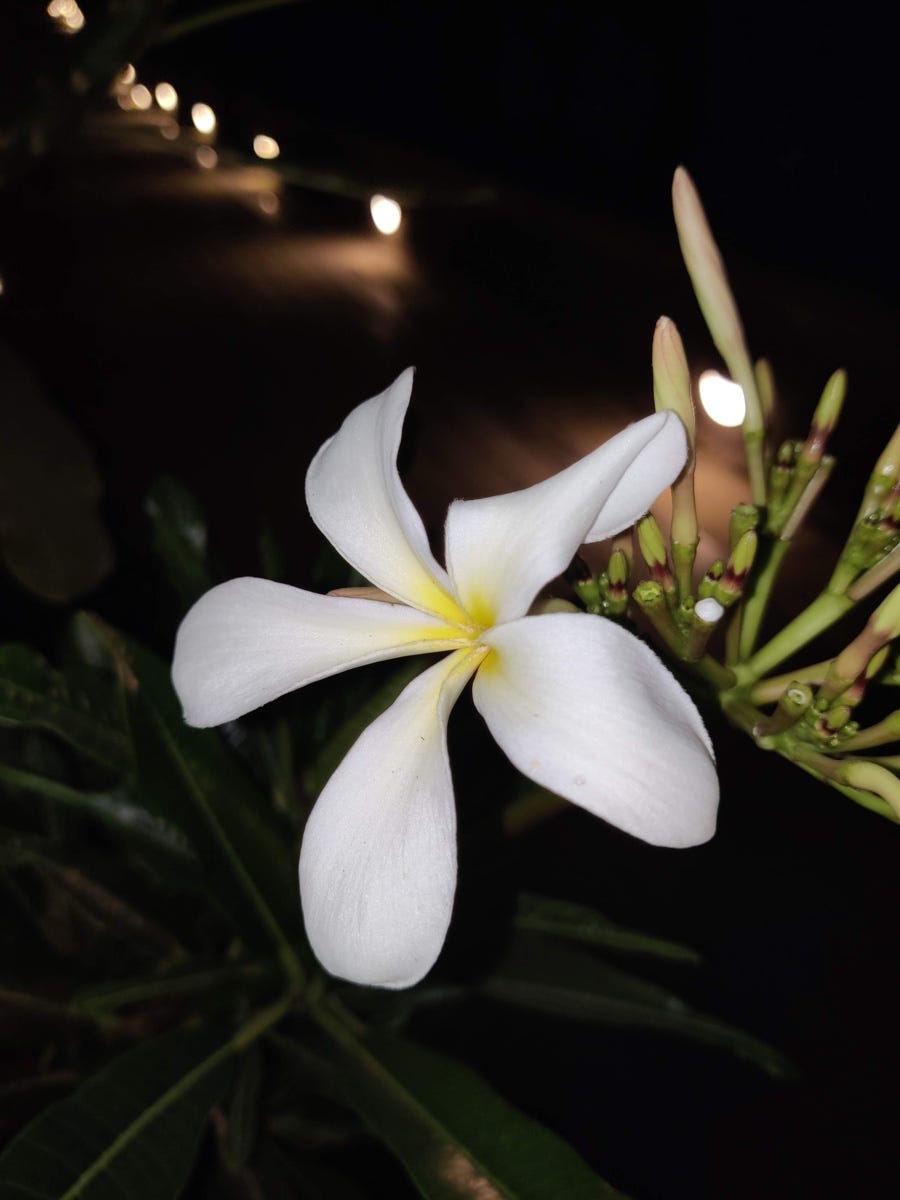 Skandha Thapak – Medium