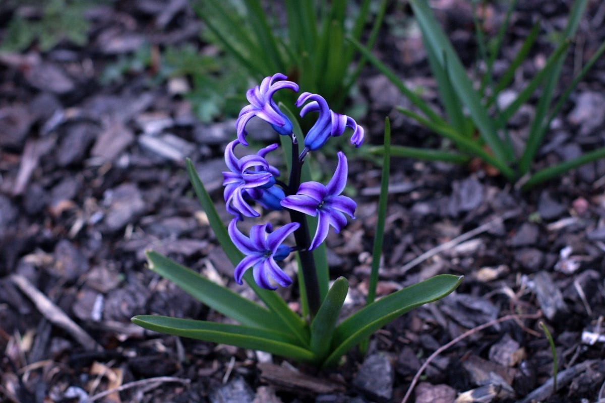 tremell mcalpine – Medium