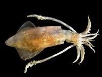 grilled squid – Medium