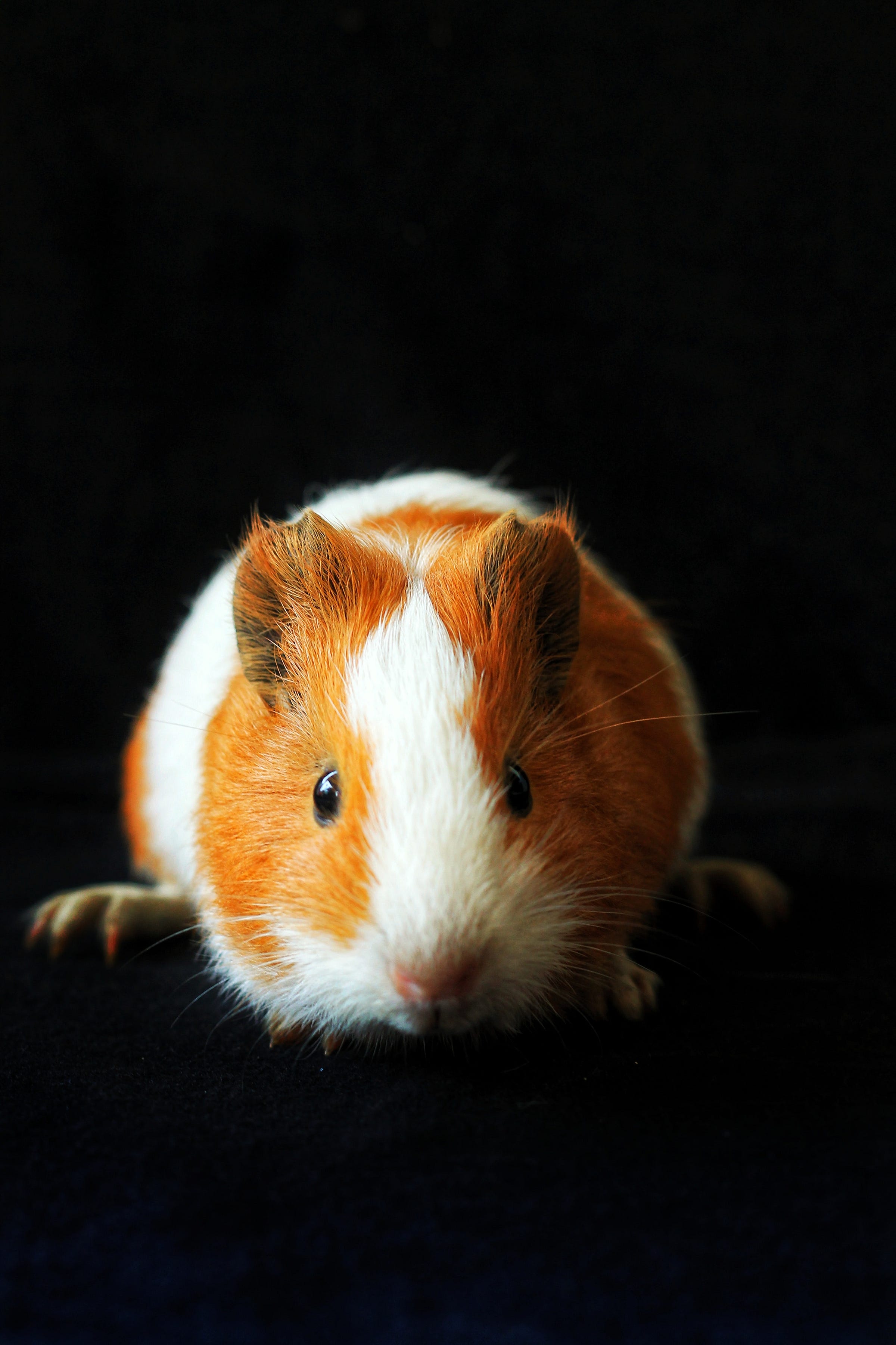 Space Hamster Boo – Medium