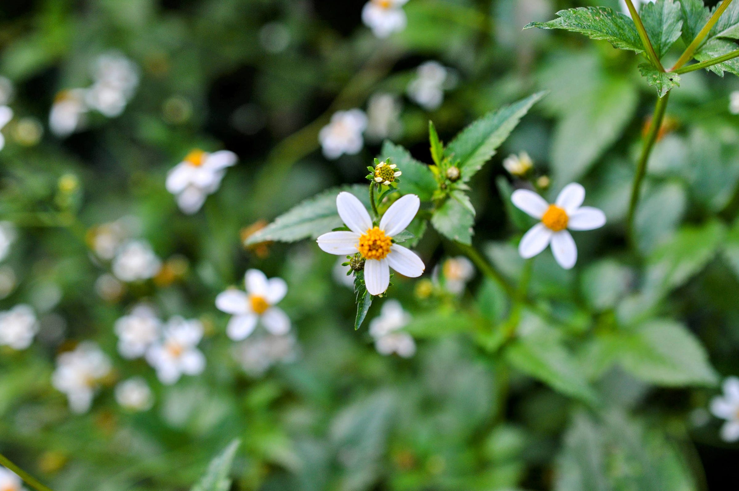 Wild Plant Enthusiast – Medium