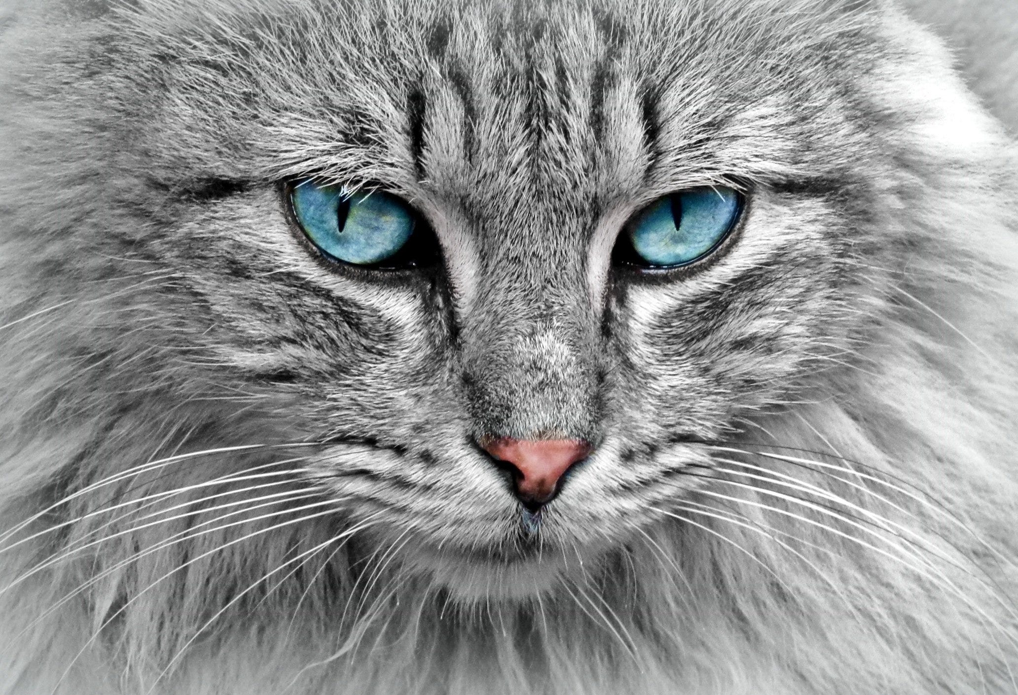 Anamorphic Cat – Medium