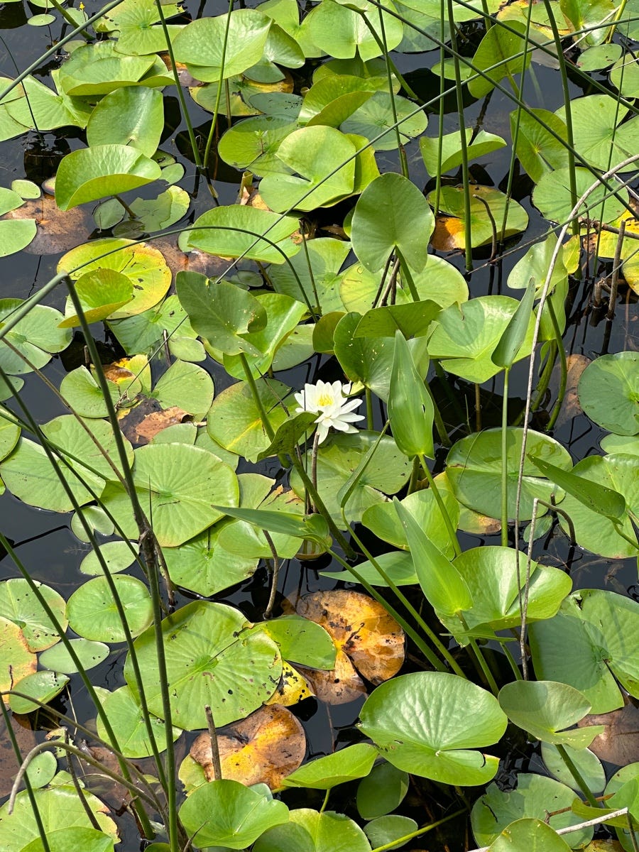 Chandler Thomas Keith – Medium