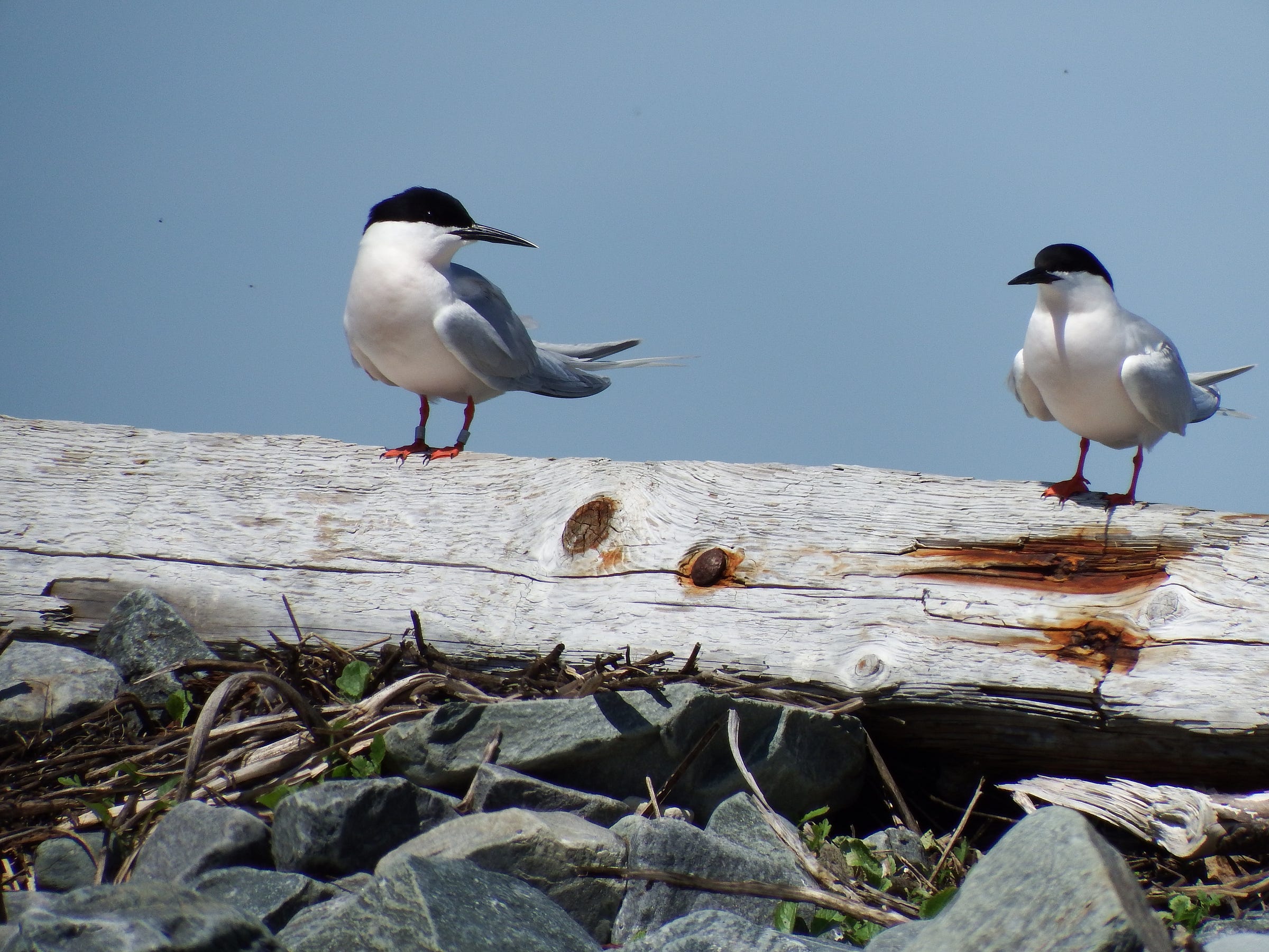 A chance for survival — endangered Roseate Terns in Canada
