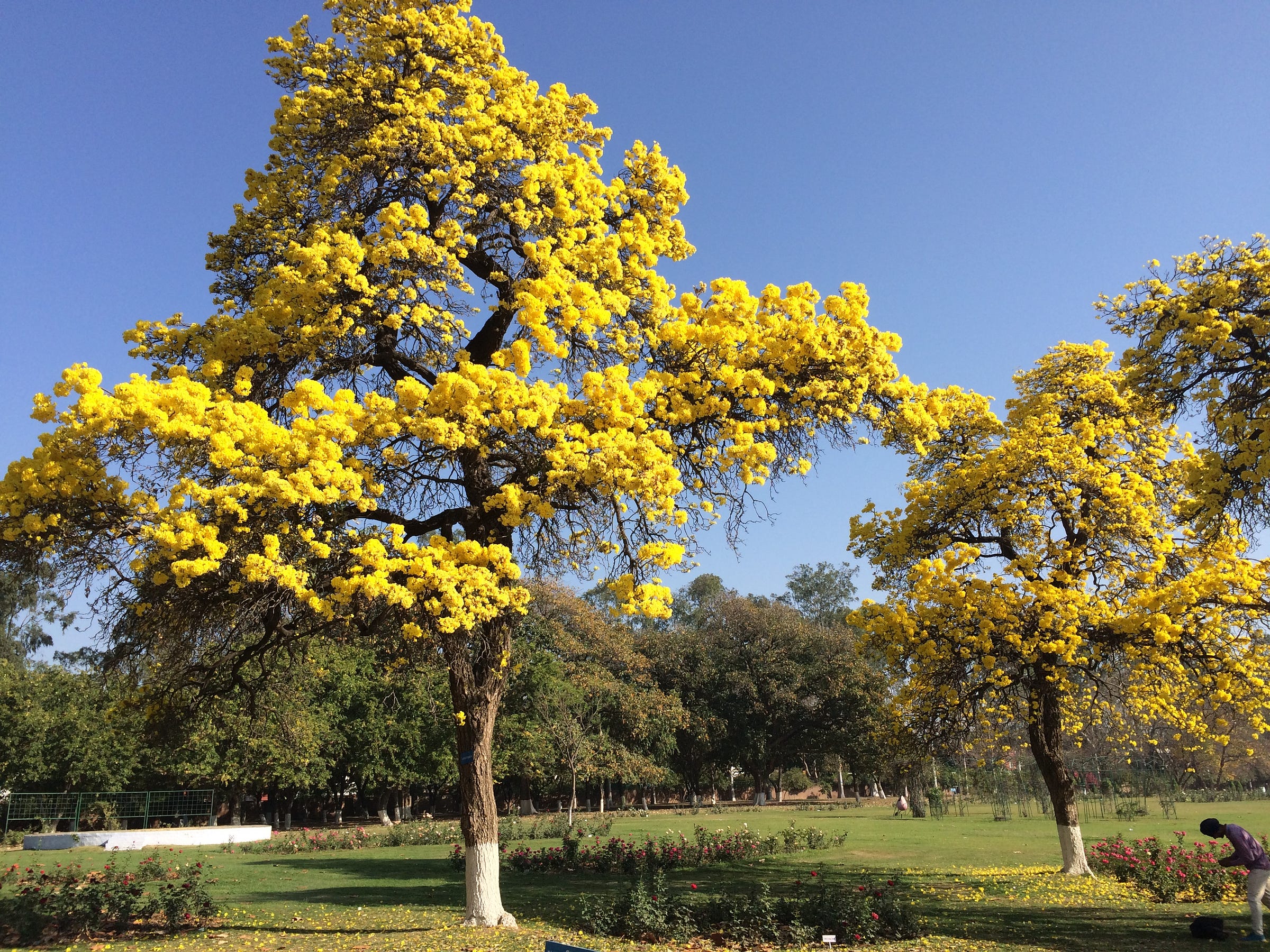 Memoires of a Pleb…